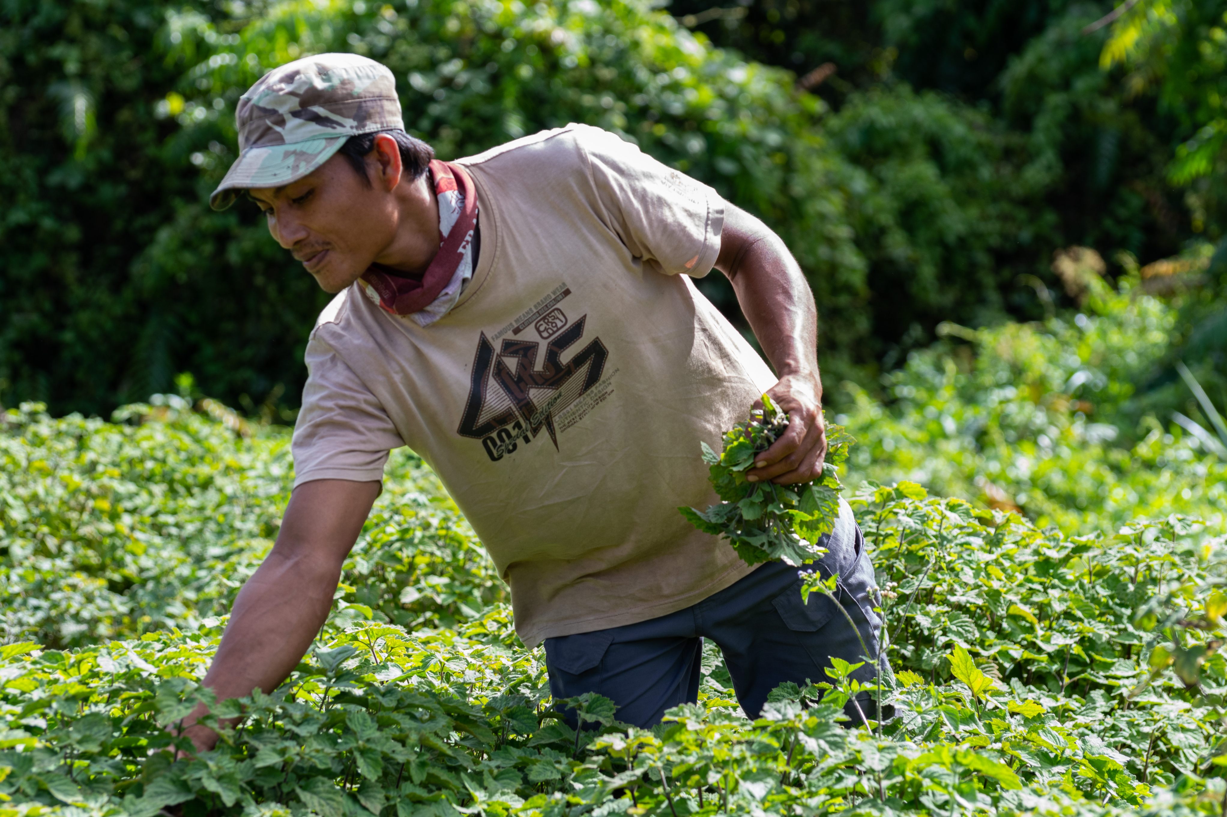 Sulawesi: Sustainable patchouli production | Givaudan Foundation